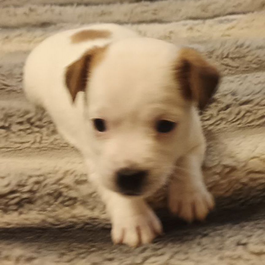 Джек-рассел-терьер, щенок