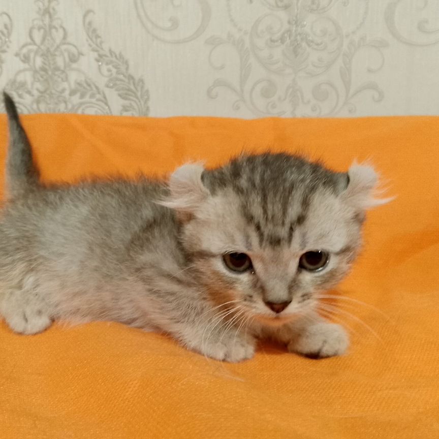 Кинкалоу