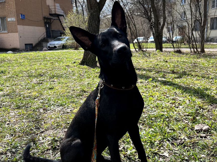 Отдам собачку 9 месяц, в семью, добрая и активная