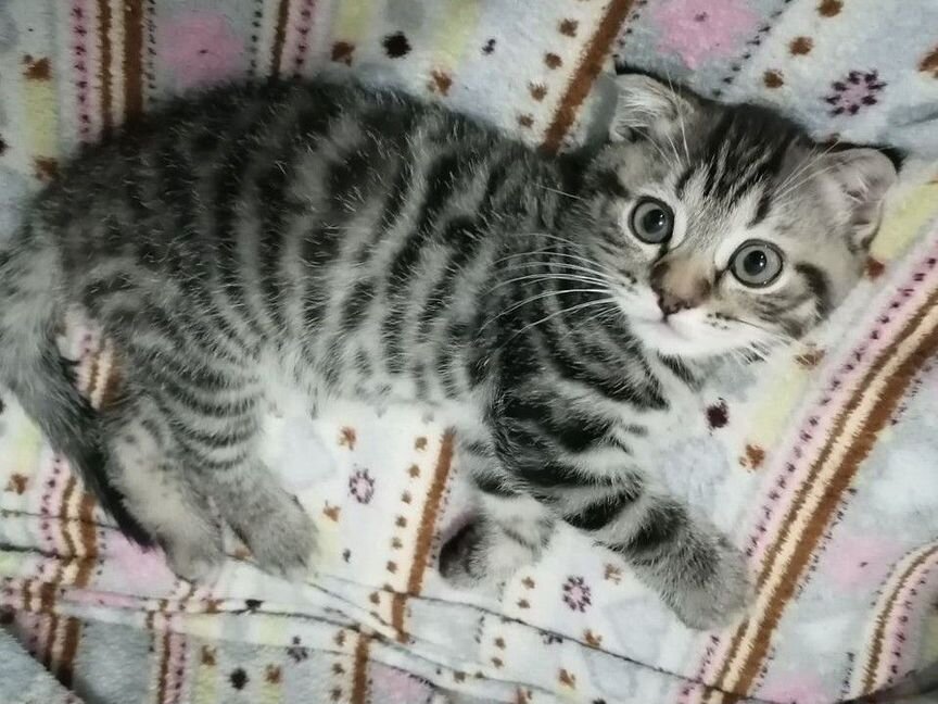 Продам котенка Шотландский вислоухий