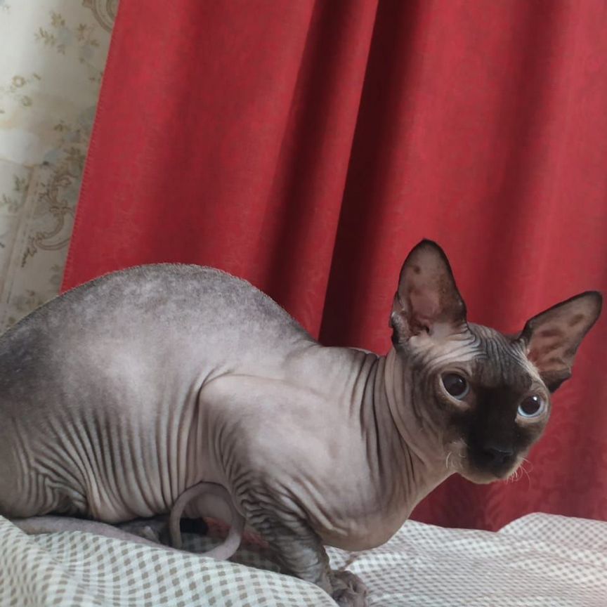 Кот сфинкс