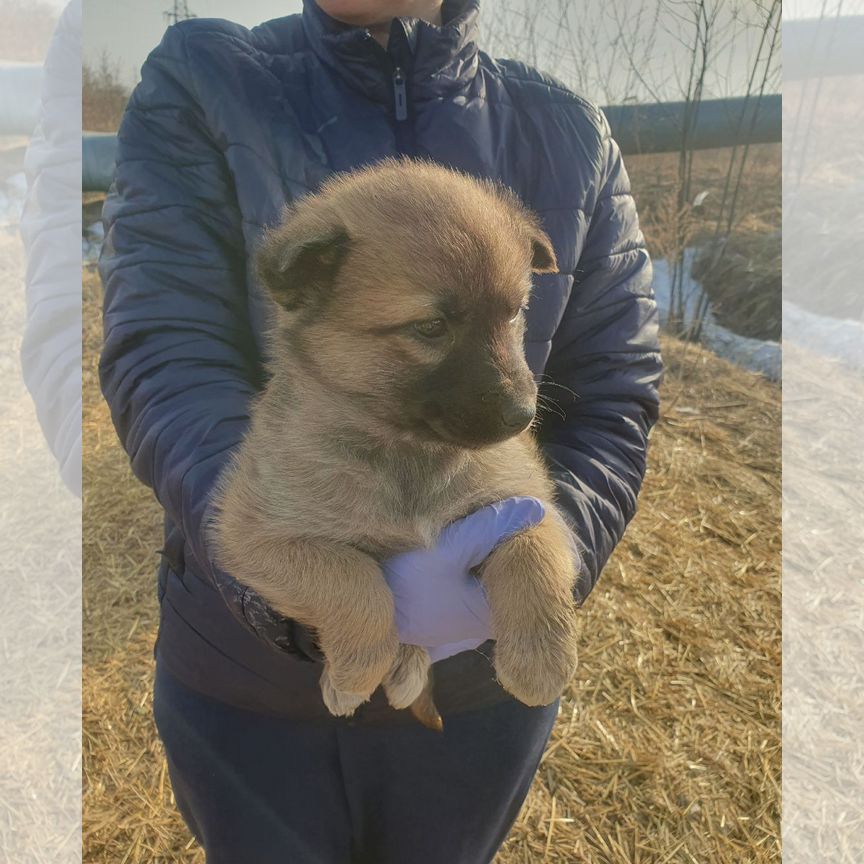 Щенок в добрые руки
