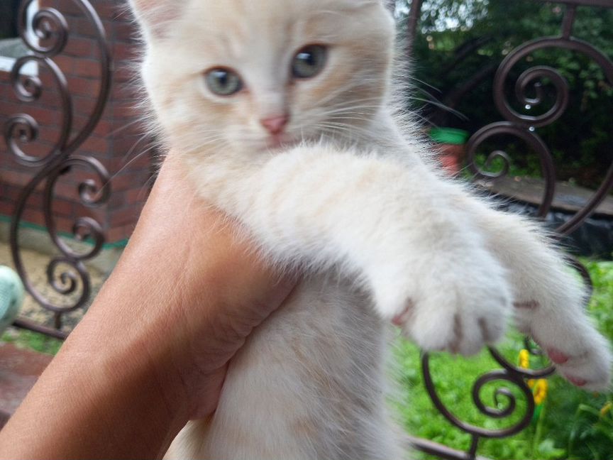 Кошка в дар