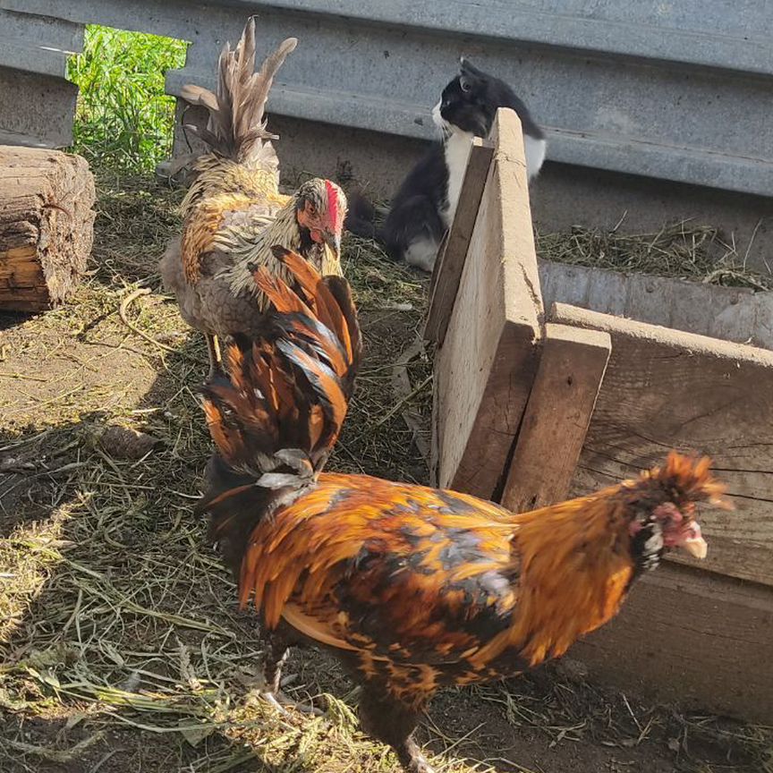 Молодой петушок Павловское золото