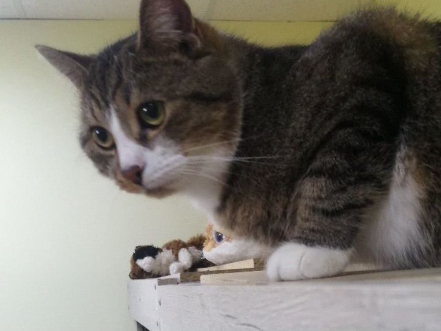Отдам кота в добрые руки