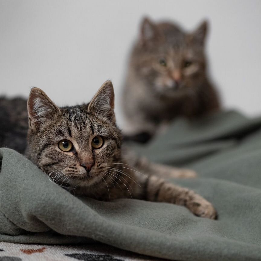 Кот в добрые руки