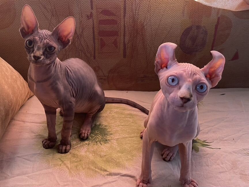 Канадский сфинкс эльф котенок