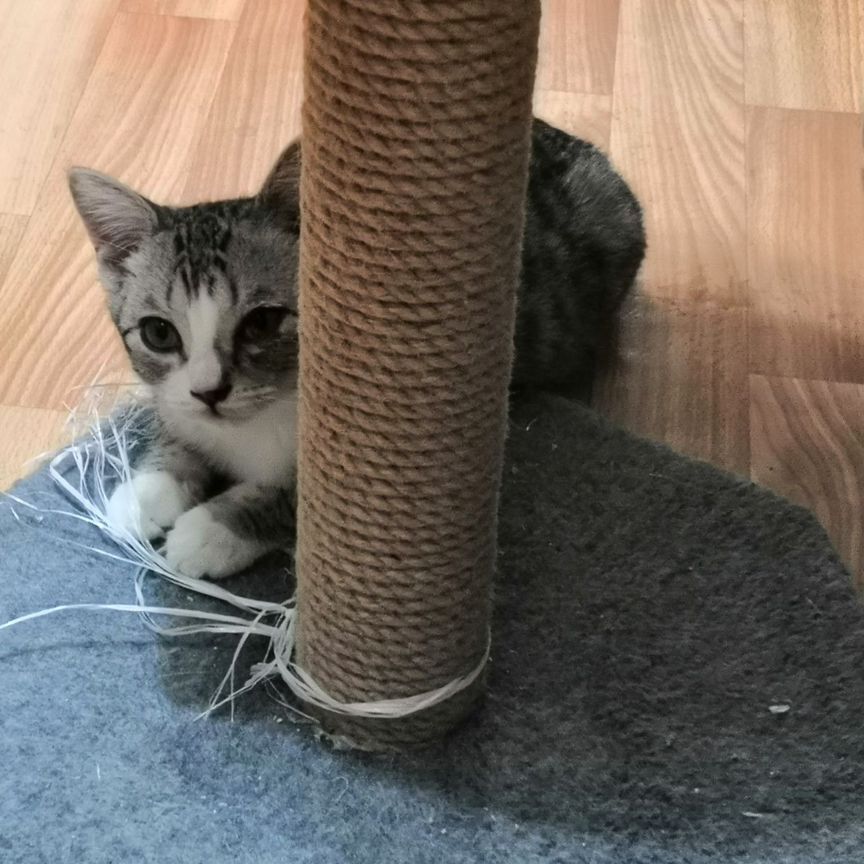 Котенок ищет дом