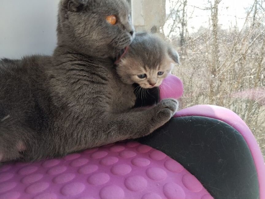 Шотландские вислоухие котята