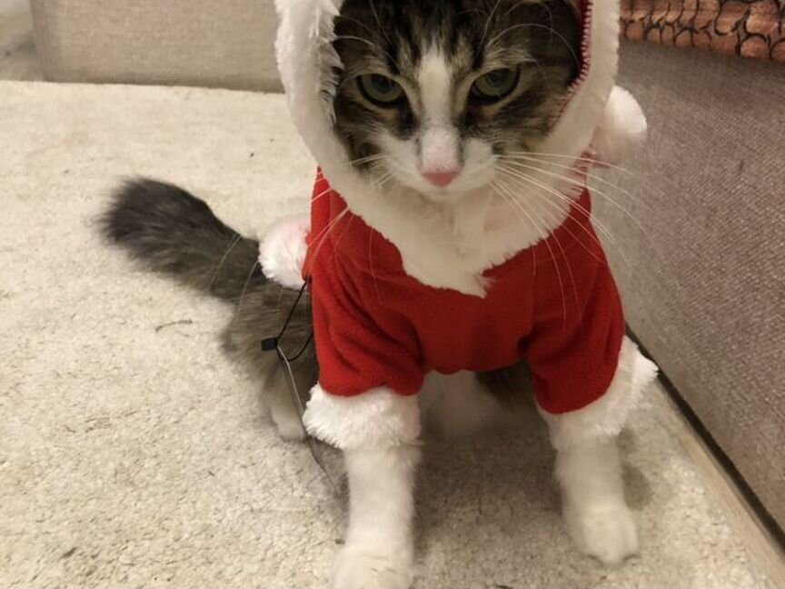 Новогодний костюм сантакот