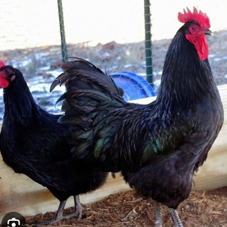 Джерсейский гигант