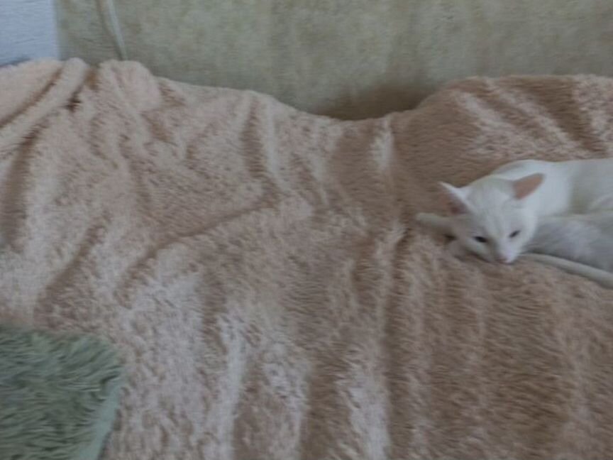 Белая кошка с голубыми глазами