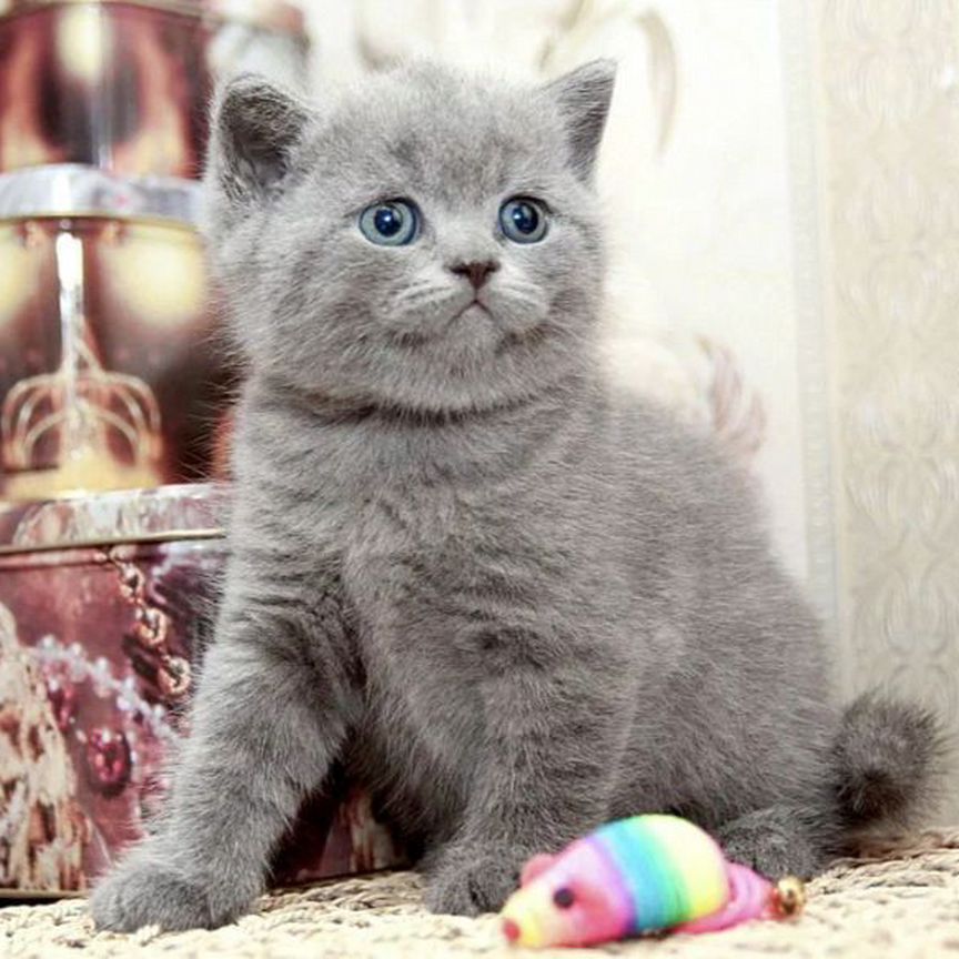 Милейшие голубые плюшечки