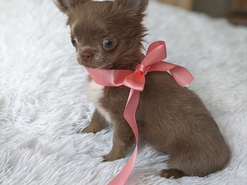 Лиловая малышка чихуахуа