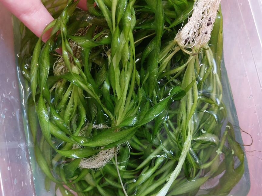 Валлиснерия спиральная