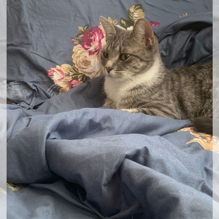 Взрослая, кошка в добрые руки