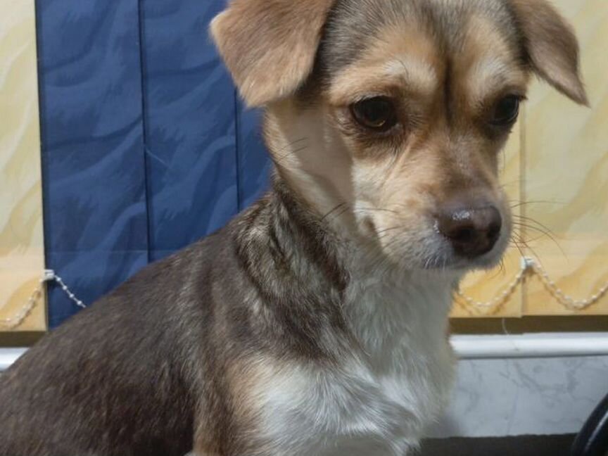 Собачка Мулипуська 5 кг ищет дом