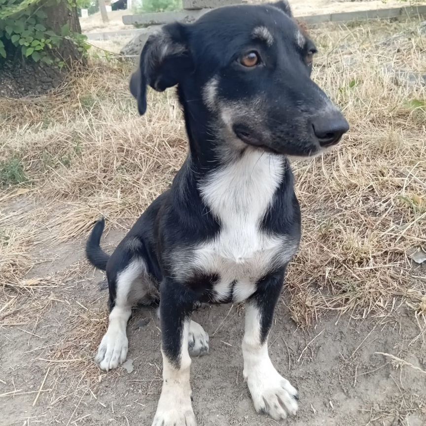 Чëрная щенулька коротколапик