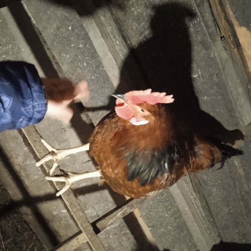 Цыплята несушки