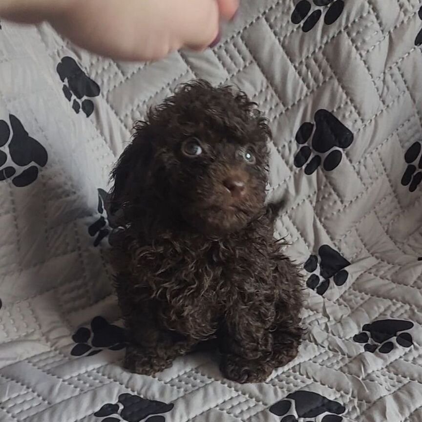 Той-пудель, щенок