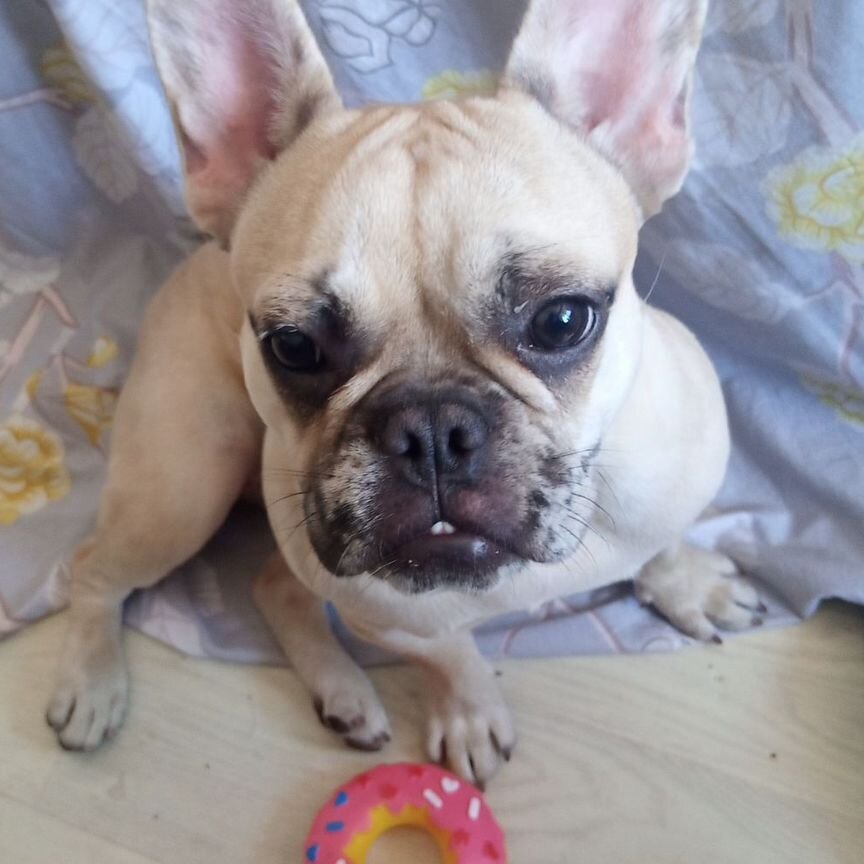 Французский бульдог, взрослая собака