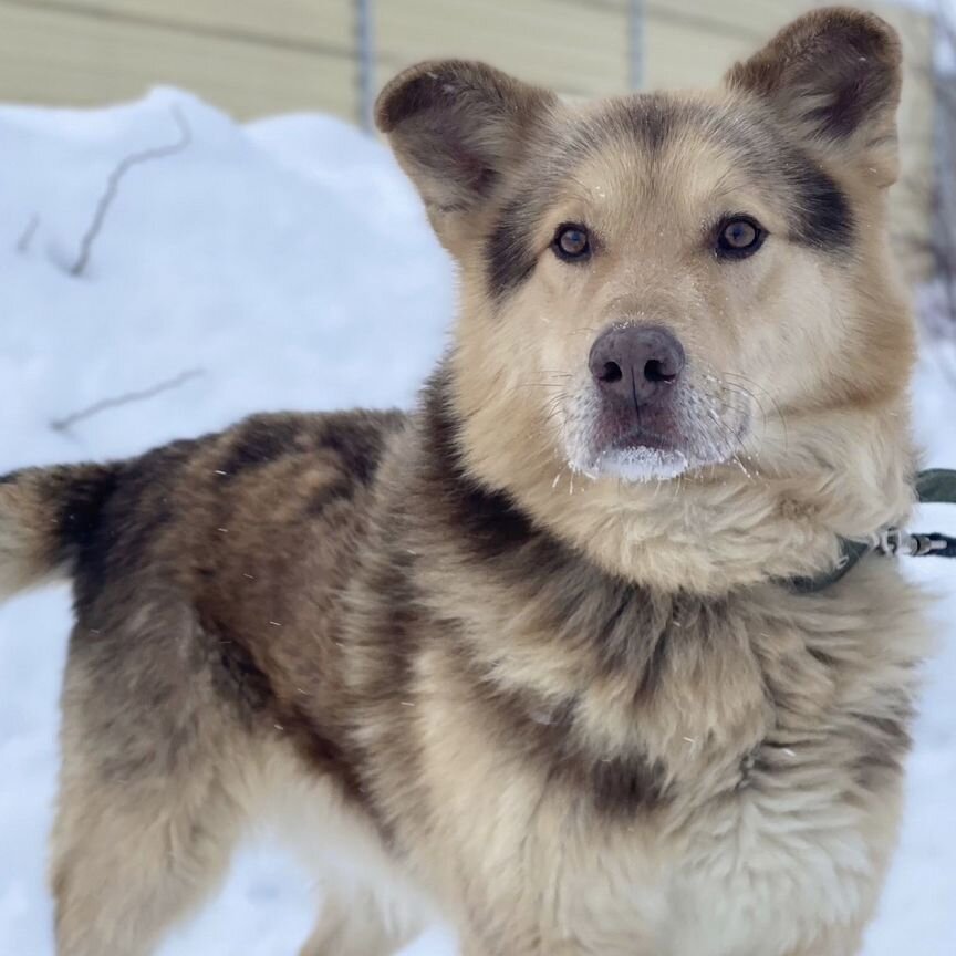 Взрослый пёс в добрые руки