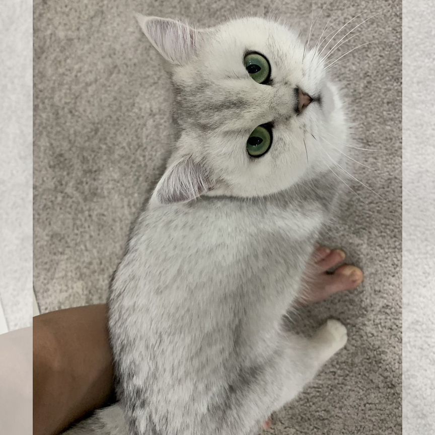 Британская серебристая шиншилла