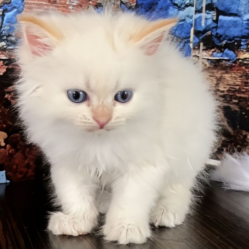 Невский маскарадный котёнок