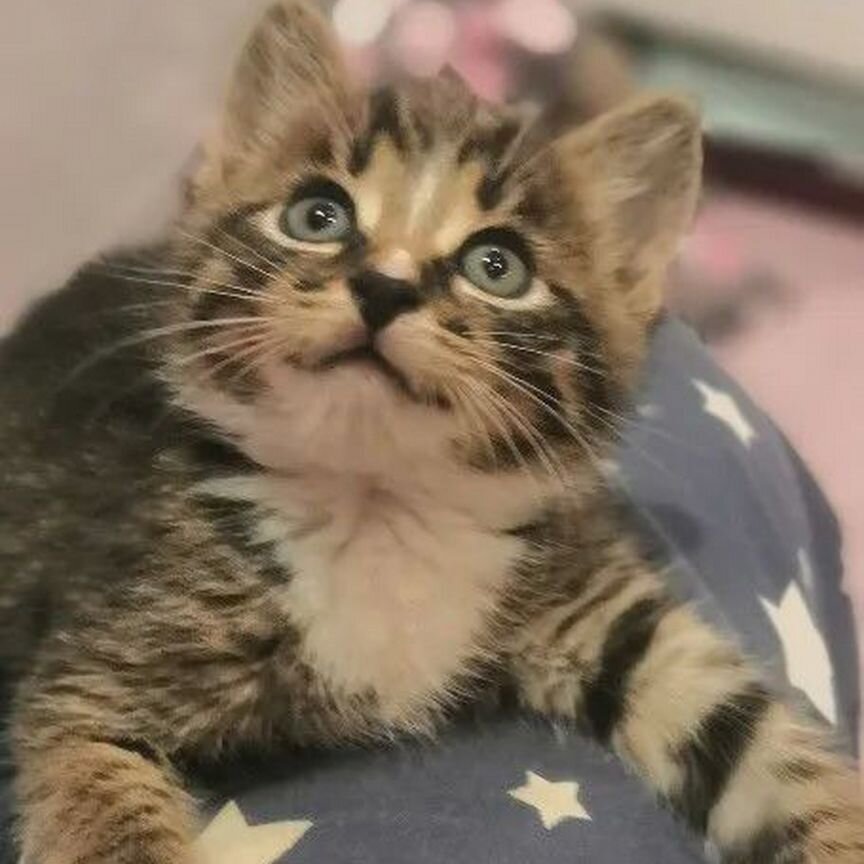 Котенок ищет дом