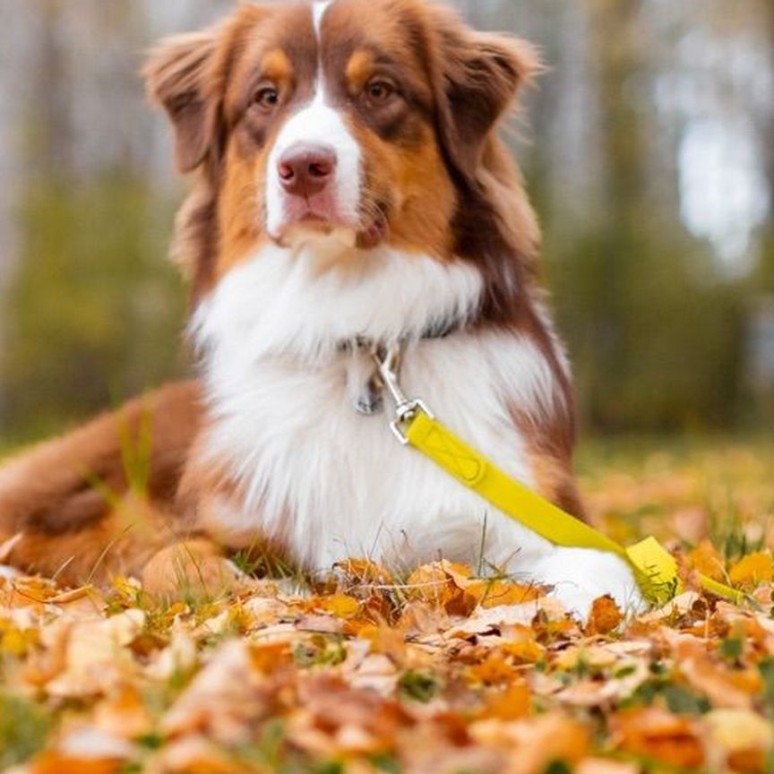 Австралийская овчарка, щенок