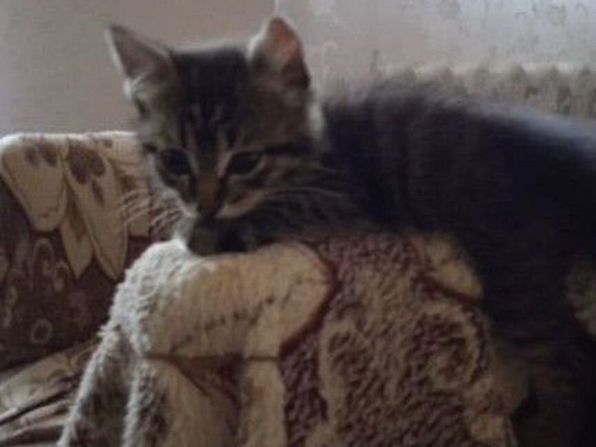 Котенок мальчик полосатик ищет дом
