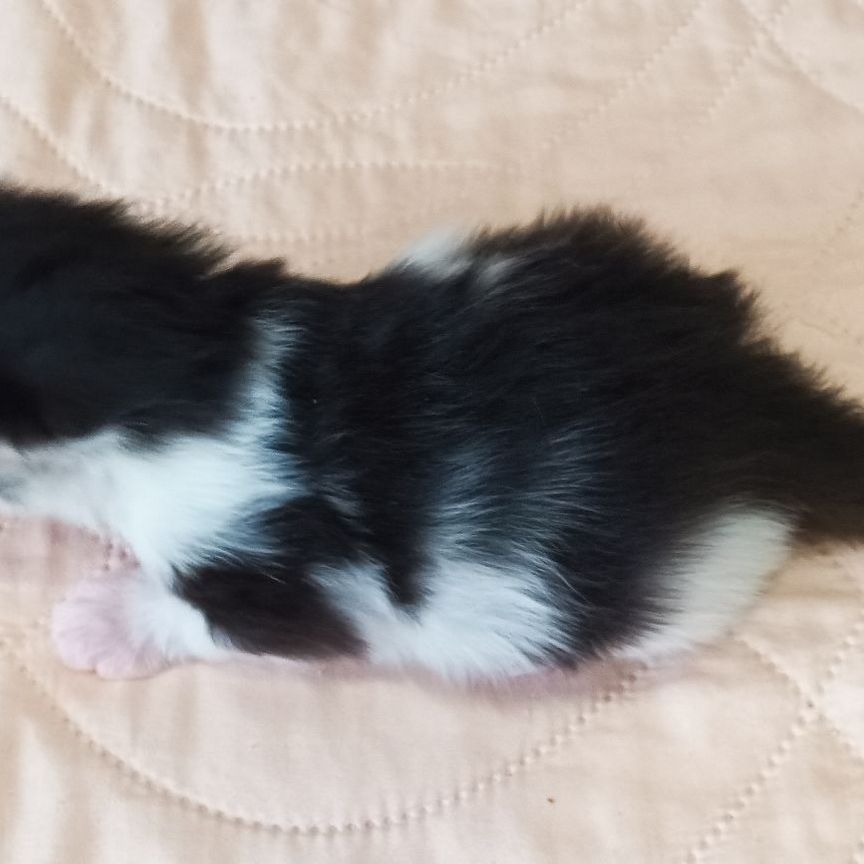 Котёнок в хорошие руки