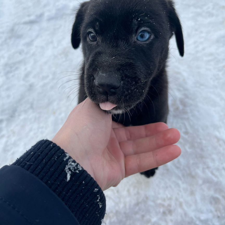 Собака в добрые руки