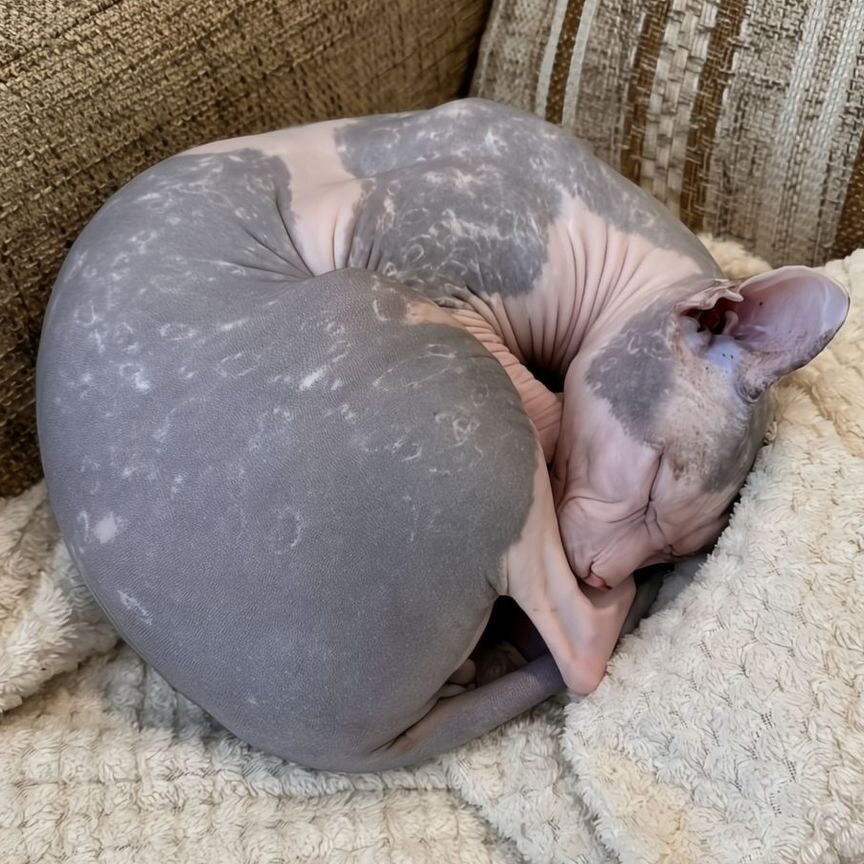 Донской сфинкс, взрослый кот