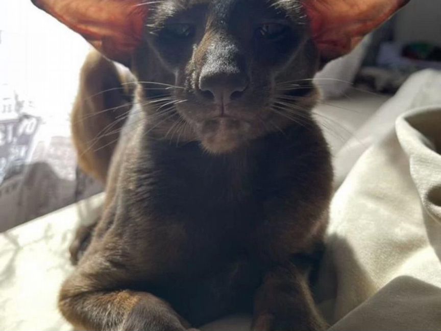 Ориентальный кот вязка