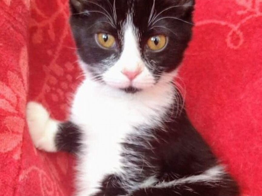 Маленькая Леди, 3 мес., ищет дом и любящую семью