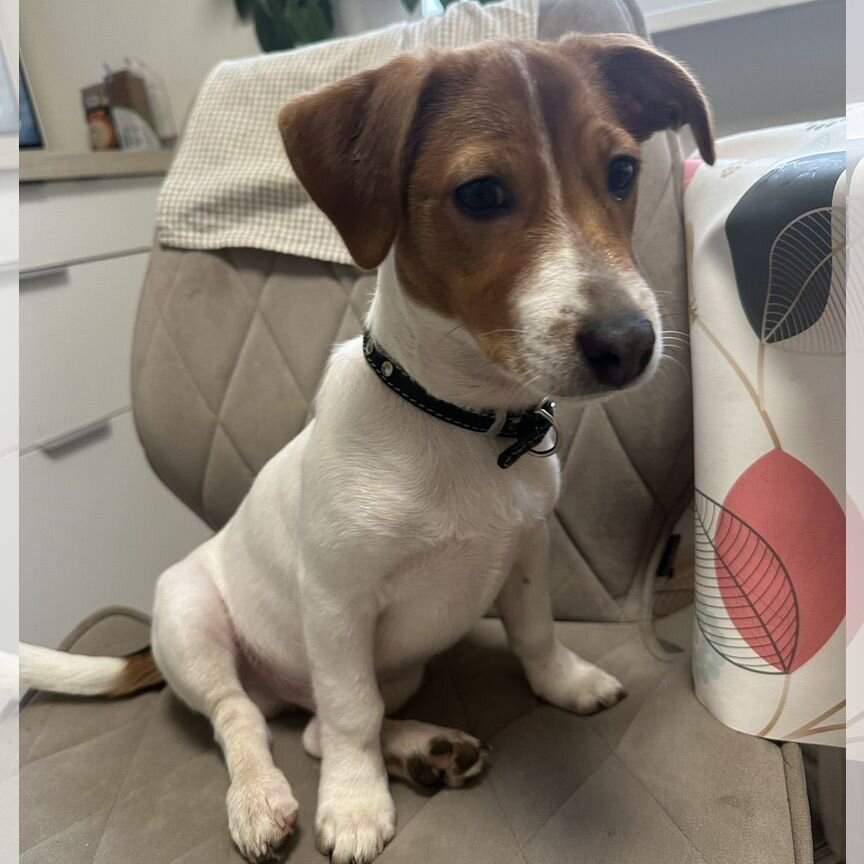 Джек-рассел-терьер, щенок