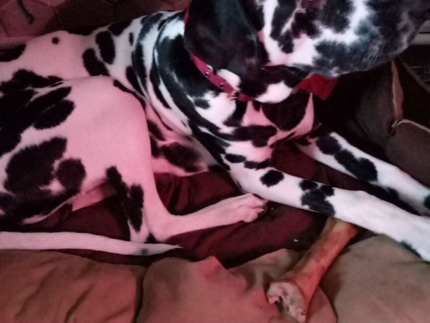 Далматинец