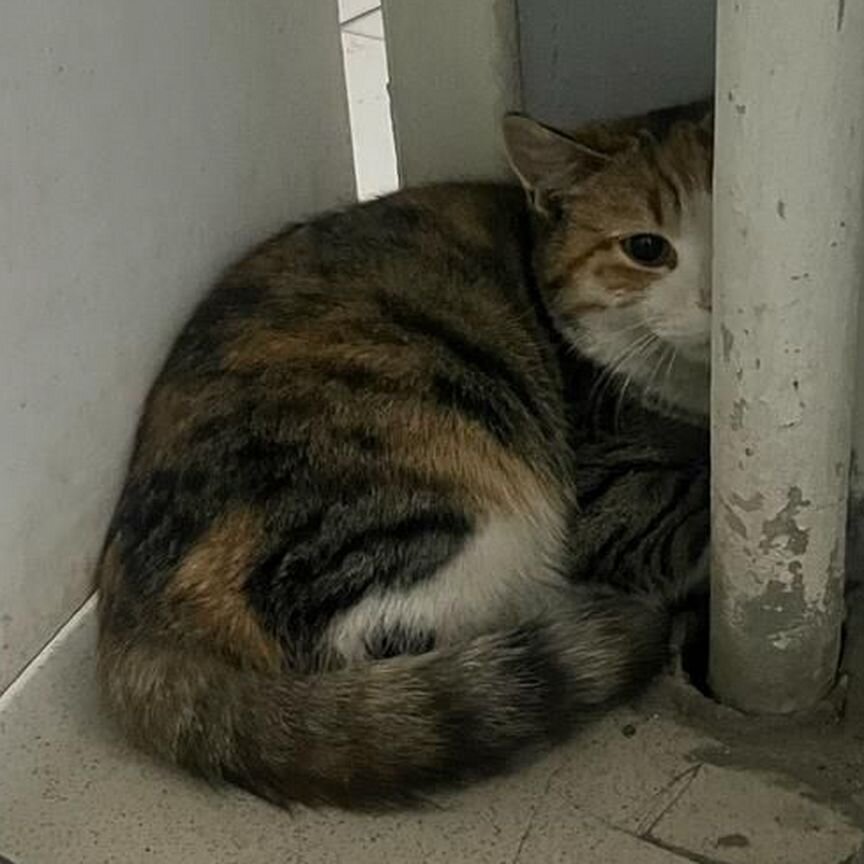 Малышку выкинули в мороз Ей нужен дом