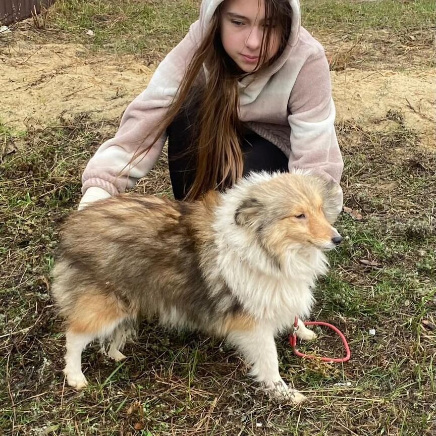 Красотки