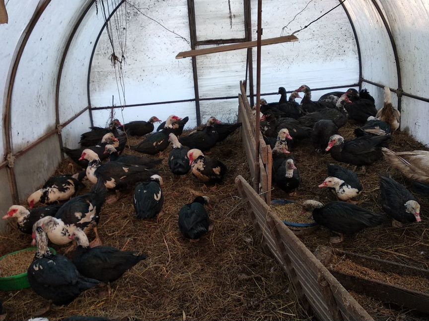 Продам индоуток, петушков