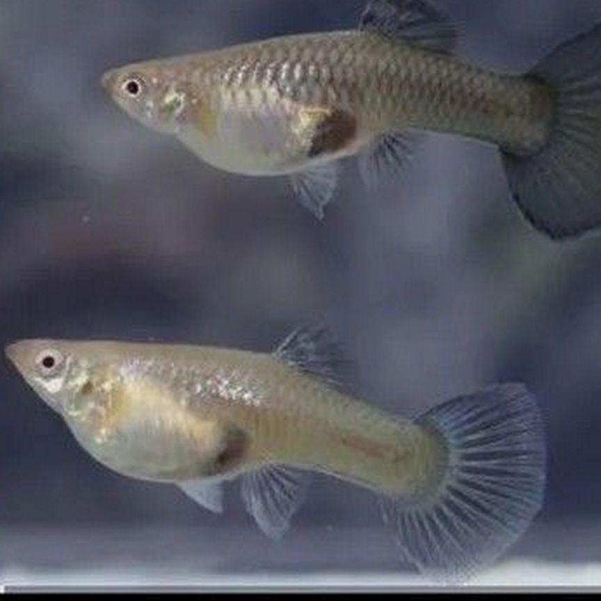 Рыба(мальки гуппи)