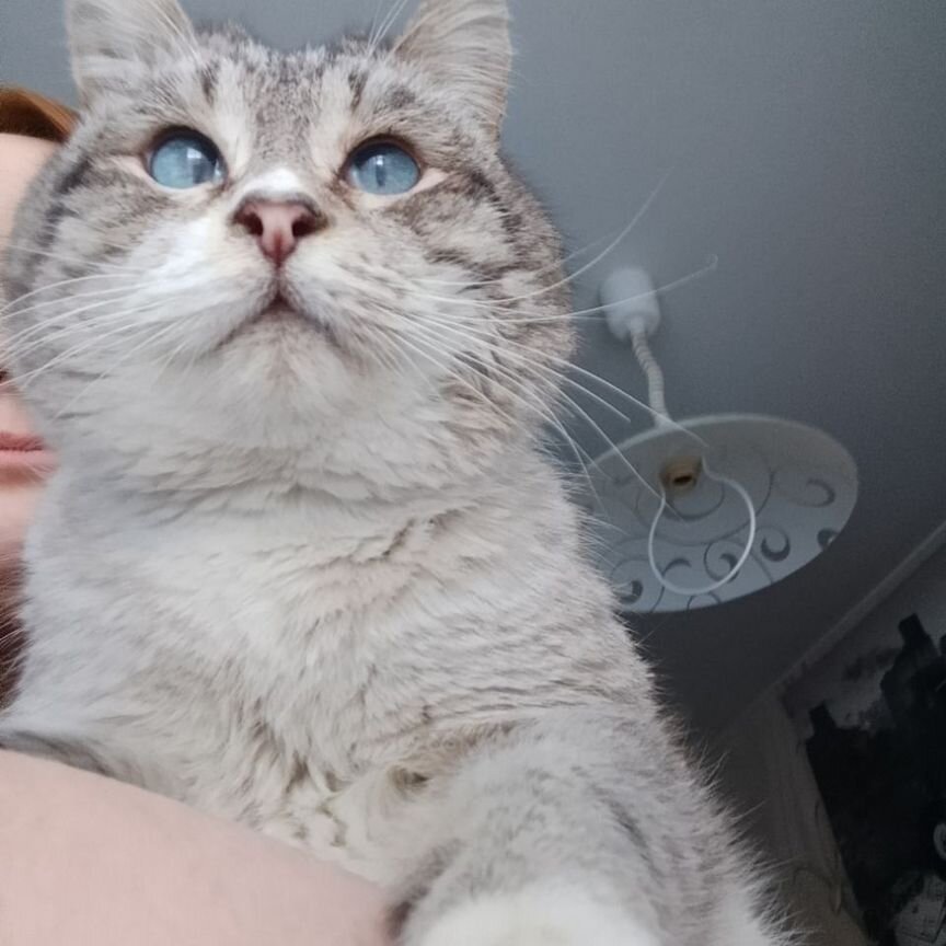 Взрослый кот в добрые руки