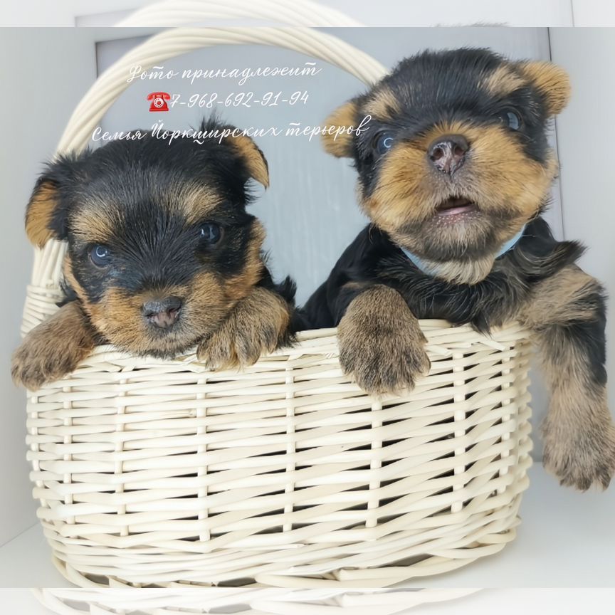 Йоркширский терьер, щенок