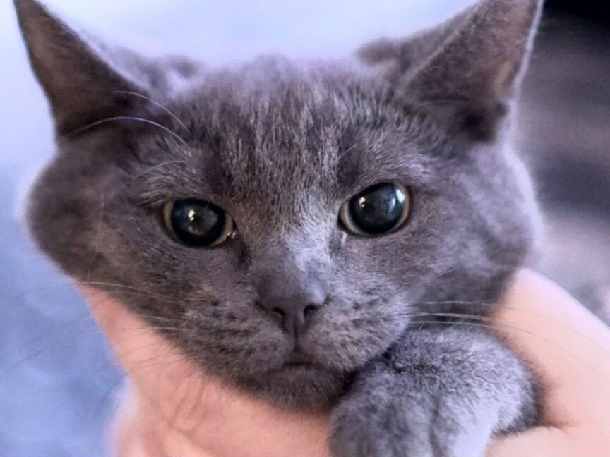 Голубая красавица, котенок