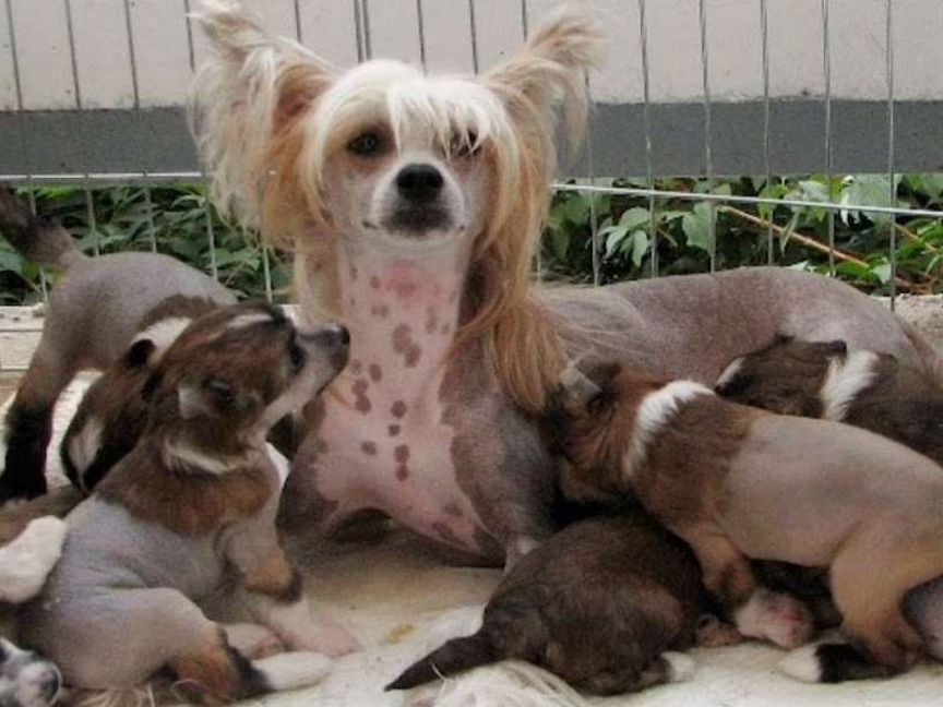 Китайская хохлатая