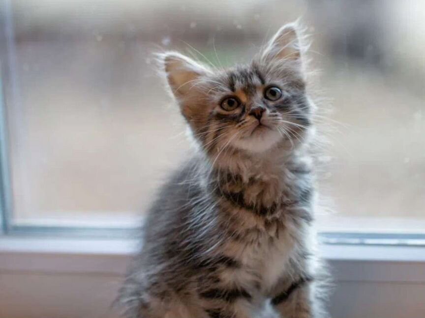 Усатик-полосатик в добрые руки