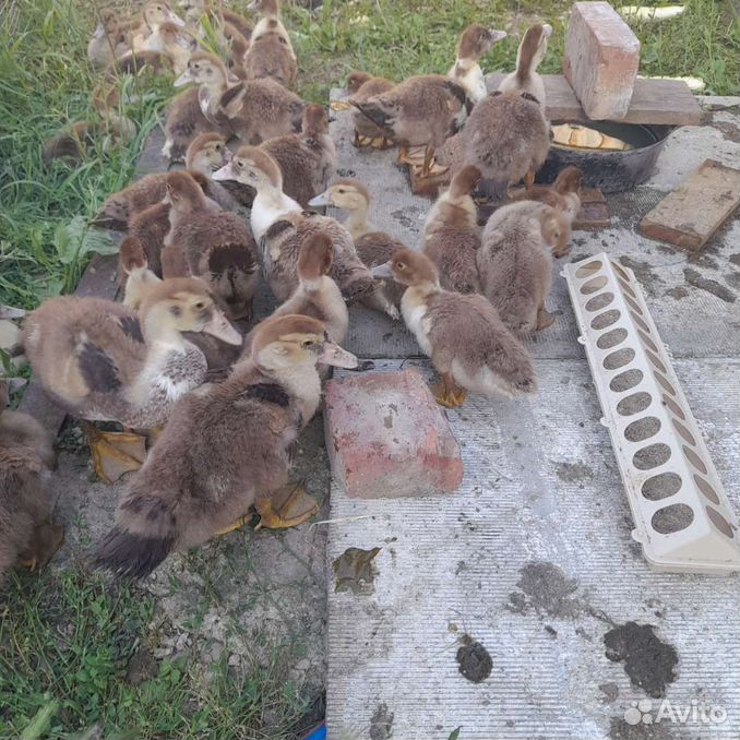 Идоутята (Шепуны)