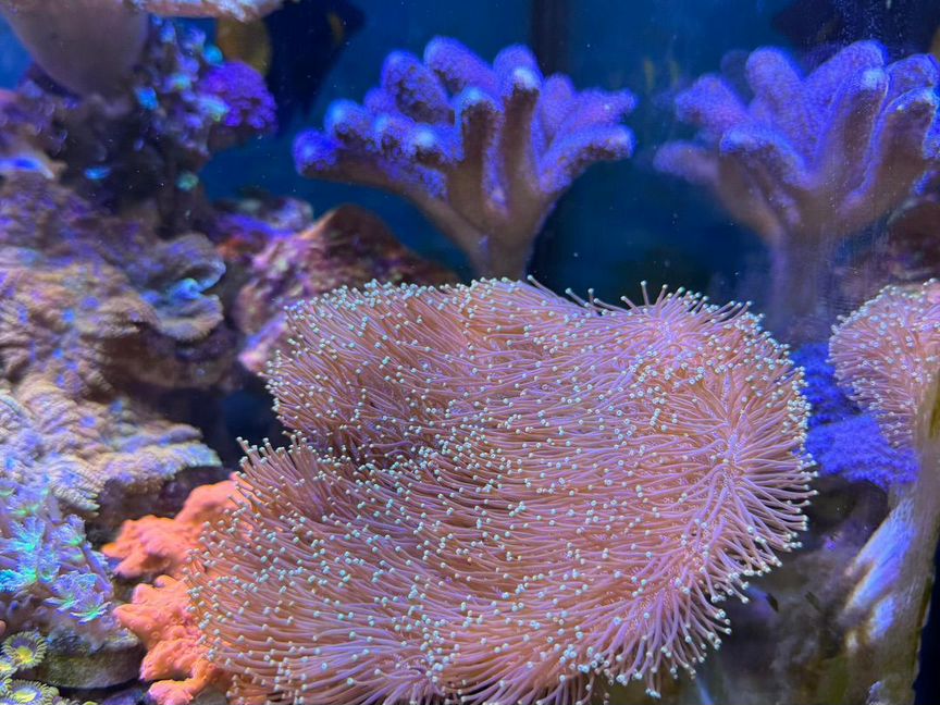 Морские кораллы Саркофитон