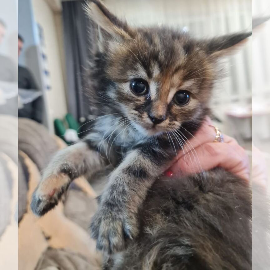 Отдам котят